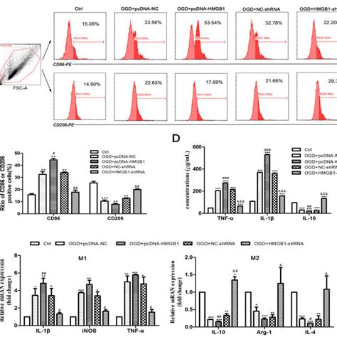 The Polarization Of M1m2 Microglia After Ogd Treatment A The