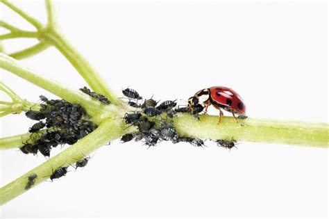 Ladybug Eating Aphid