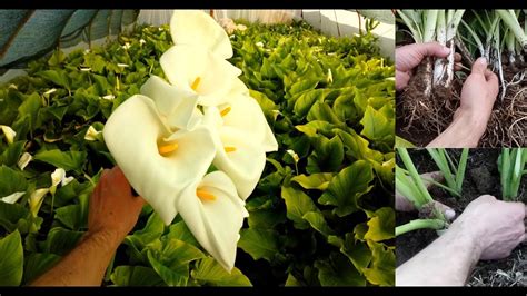 Calla Lily Bulbs How To Grow At Ella Hogarth Blog