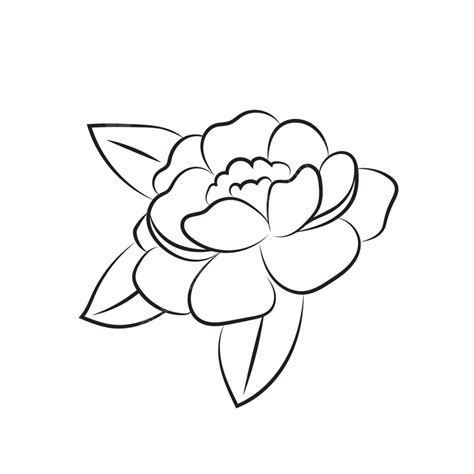 Peony Flower Drawn By Lines Peony Drawing Flower Drawing Peony