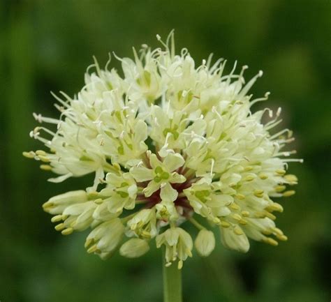 Allium Victorialis Alchetron The Free Social Encyclopedia