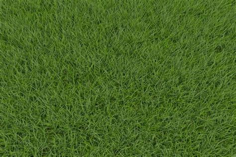 What Is Fine Fescue Grass Lawn Advice Yates Australia