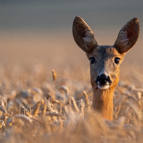 Hunters Watch Out Large Hemorrhagic Disease Outbreak In Deer Detected