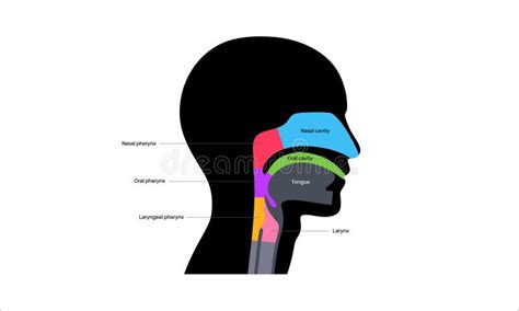 Throat Anatomy Poster Stock Vector Illustration Of Organ 388609151