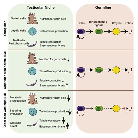 Single Cell Analysis Of Human Testis Aging And Correlation With Elevated Body Mass Index