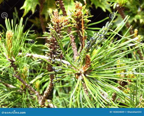 Larch Sawfly On Pine Bush Stock Image Image Of Bunch 103024849