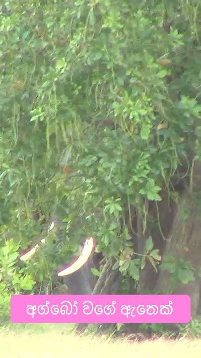 අග්බෝ වගේ ඇතෙක් Agboelephant Srilankaelephant Agbotusker