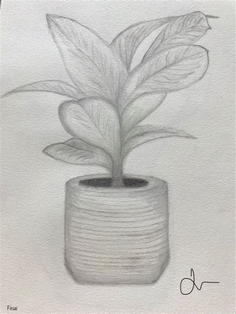 Ficus Drawing
