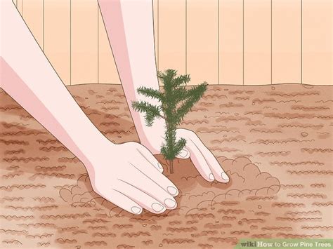 Ways To Grow Pine Trees WikiHow