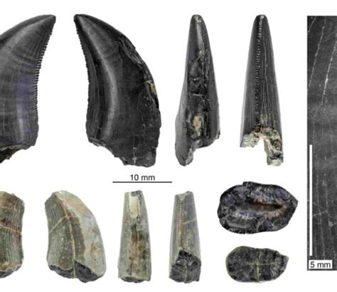 Fossils Archives Geology Page
