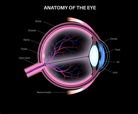Ooganatomie Structuur Van Het Menselijk Oog Infografiek Uiterlijk