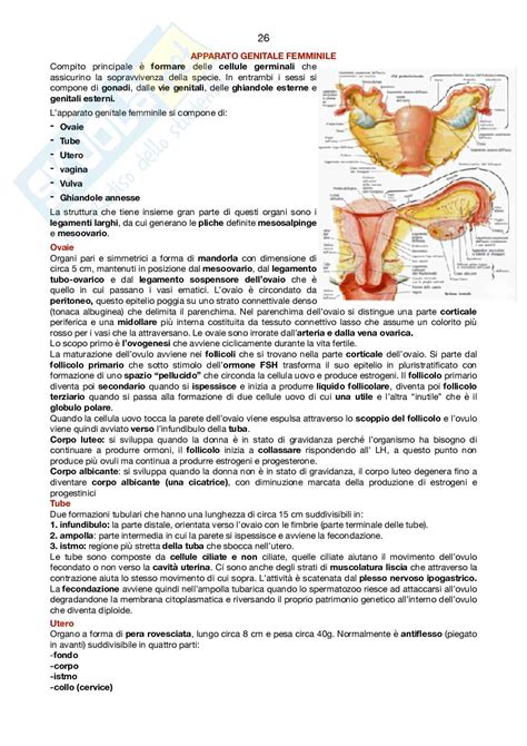 Appunti Di Anatomia Per Infermieristica