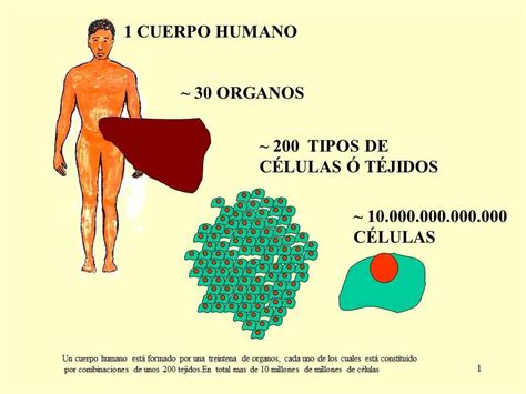 La Celula Unidad Funcional De Los Seres Vivos Compartir Celular