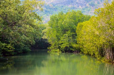 Mangrove Forest At Pranburi Forest National Park Prachuap Khiri Khan
