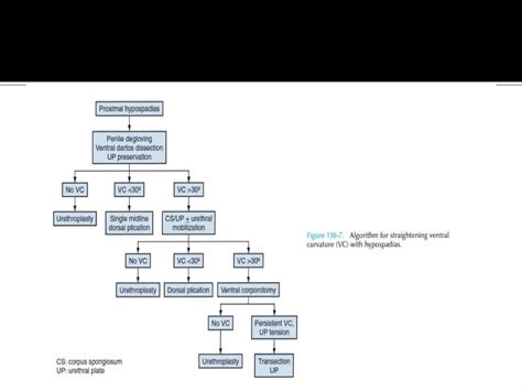 Mid Penile Hypospadias Pptx Sexual Conditions Sexual Health