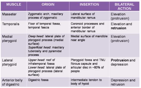 Anatomy Infratemporal Fossa Flashcards Quizlet