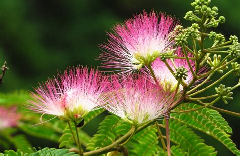 Flowerplant