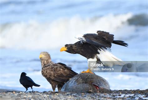 Stellers Sea Eagle And Whitetailed Eagle Try To Eat Flesh Of A Dead