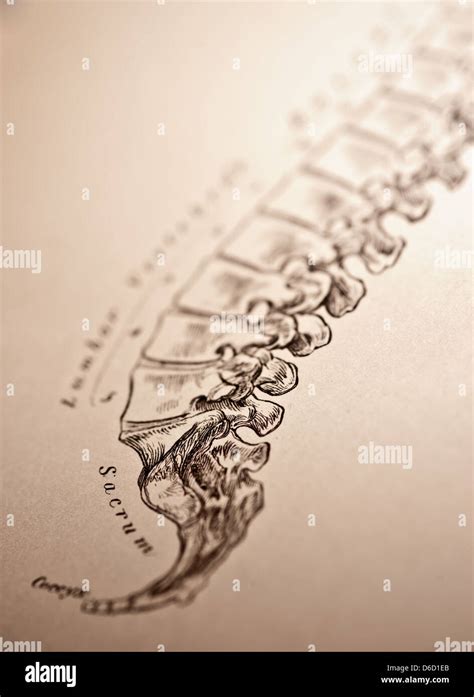 An Antique Medical Illustration Of The Human Spine And Tail Bone Circa