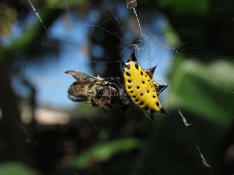 Closeup Of The Yellow Gasteracantha Cancriformis Spinybacked Orbweaver