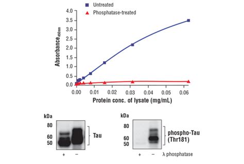 Fastscan™ Phospho Tau Thr181 Elisa Kit Cell Signaling Technology