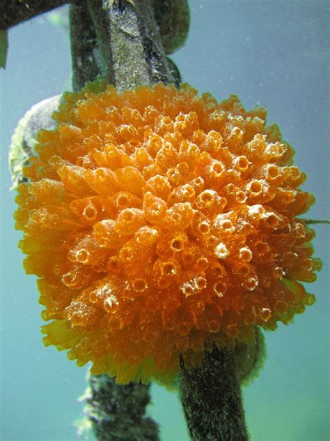 Ecteinascidia Turbinata Alchetron The Free Social Encyclopedia