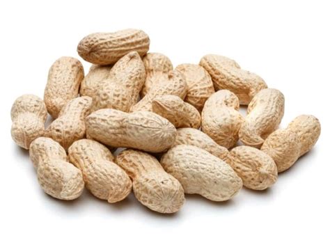 High Yielding Groundnut Varieties In India Hybrid Cultivars For Increased Profits