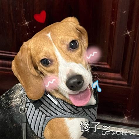 这么温顺的“比格犬”，为啥总被用作实验犬？ 知乎