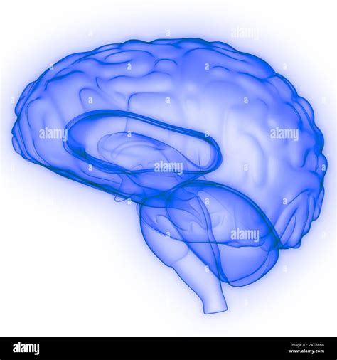 Cerebro de órgano interno humano con sistema Nervioso Anatomía