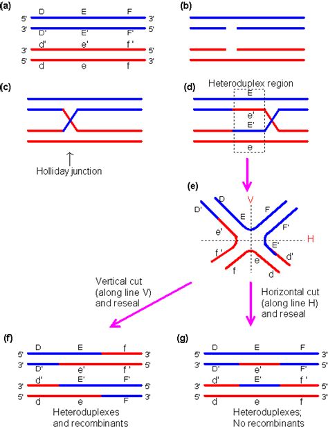 Holliday Model That Explains Recombination ~ Biology Exams 4 U