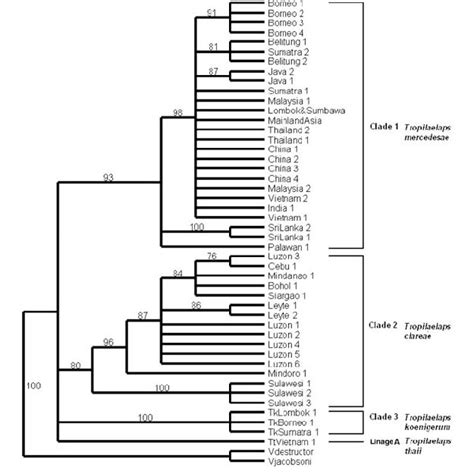 Majority Rule Consensus Tree For Unweighted Parsimony Bootstrap 1000