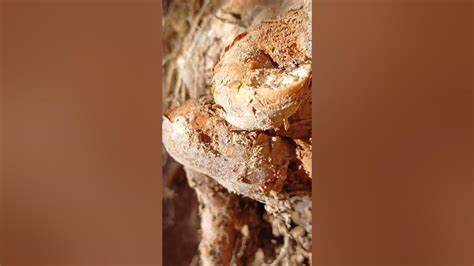 대물 토종 백하수오🍀 백하수오 Youtube