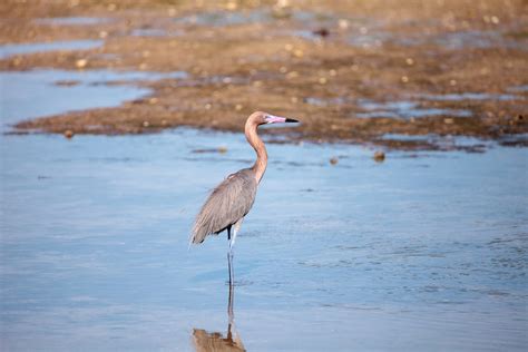 All Herons In Illinois Id Photos When To Spot