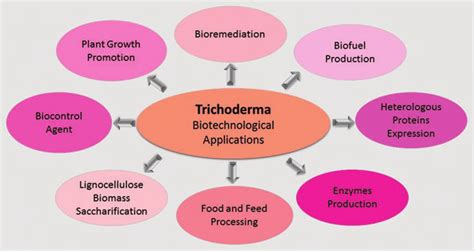 1 Overview Of Biotechnological Applications Of Trichoderma Download Scientific Diagram