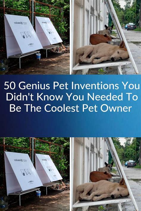 50 Genius Pet Inventions You Didnt Know You Needed To Be The Coolest