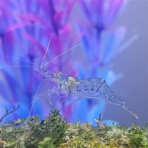 Whats Inside My Ghost Shrimp Rshrimptank