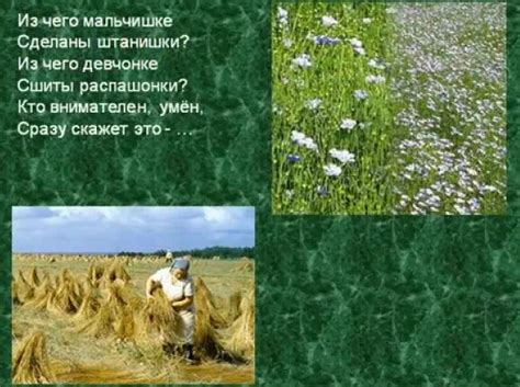 Культурные растения. - Смотреть онлайн в поиске Яндекса по Видео