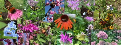 Pollinators And Native Plants Sustainable Saratoga
