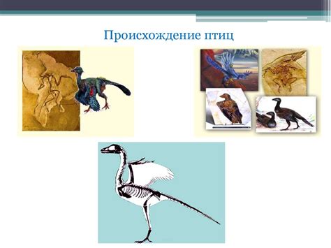 Класс Птицы Внутреннее строение презентация онлайн