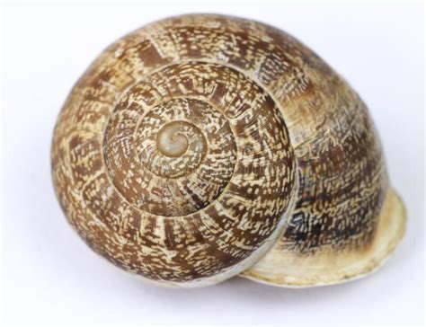 Macro Photography Of Brown Snail Shell Stock Image Image Of Blurred
