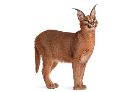 Lince Africano Caracal Caracal Información De La Especie