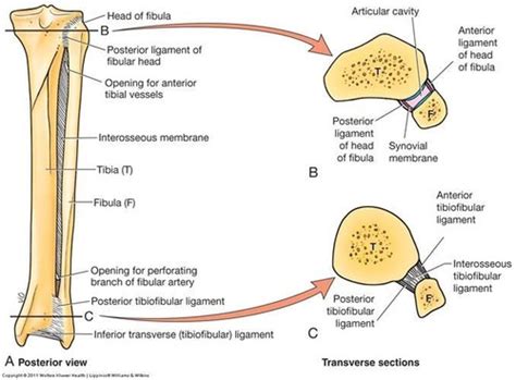 Distal Tibiofibular Joint