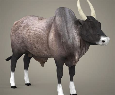 Artstation Realistic Ox 3d Model Resources