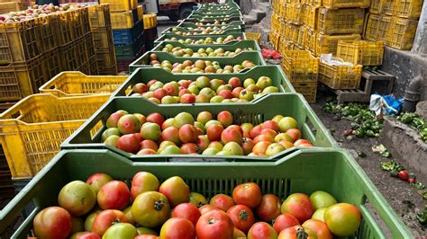 Tomato Profit High Tomato Prices Make Pune Farmer A Millionaire Earns
