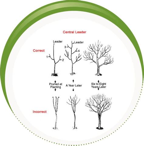 Pruning Fruit Trees Diagram