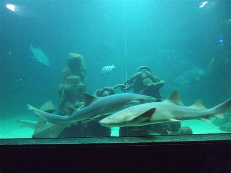 Sebo Do Messias O Maior Sebo Do Brasil Em São Paulo Onde Visitar Em São Paulo Sp