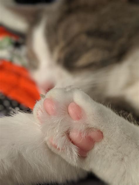 Kitty Cuddles And Kitty Toes R Toebeans