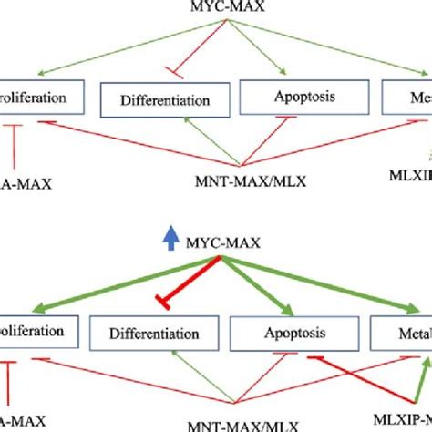 A Hypothetical Representation Of Two States Of The Myc Network And Download Scientific Diagram
