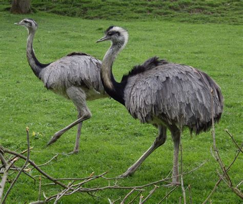 Nandu pampový Rhea americana ChovZvířat cz