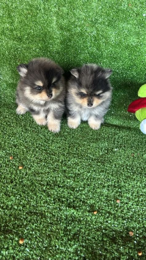 Spitz Merle Cachorros No Brasil